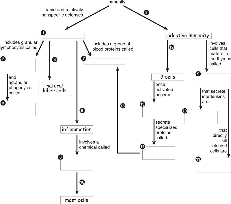 Solved Making the Connections. The following concept map | Chegg.com