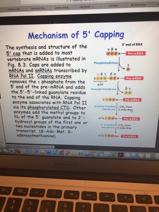 Solved Untitied Mechanism of 5' Capping 5' end of RNA The | Chegg.com