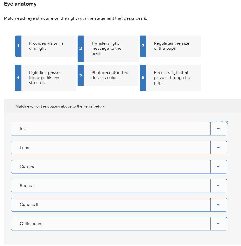 Solved Eye anatomy Match each eye structure on the right | Chegg.com