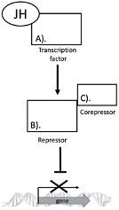 Solved This diagram is of a juvenile hormone (JH) | Chegg.com