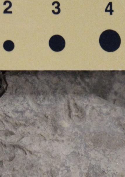 Solved CM IN Grain Size Scale 1234 - mm12 Grain Size Scale | Chegg.com