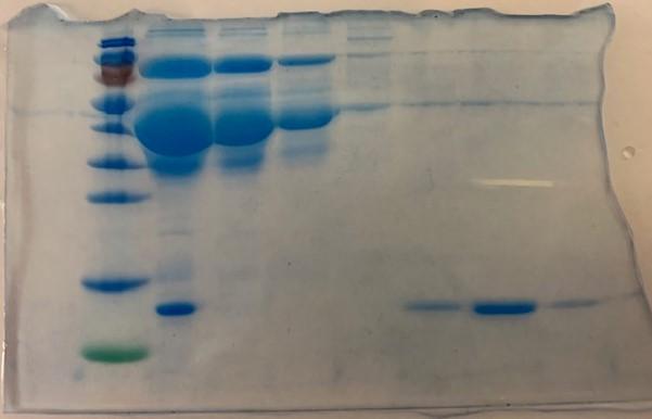 Properly labelle the image of the gel. The ladder we | Chegg.com