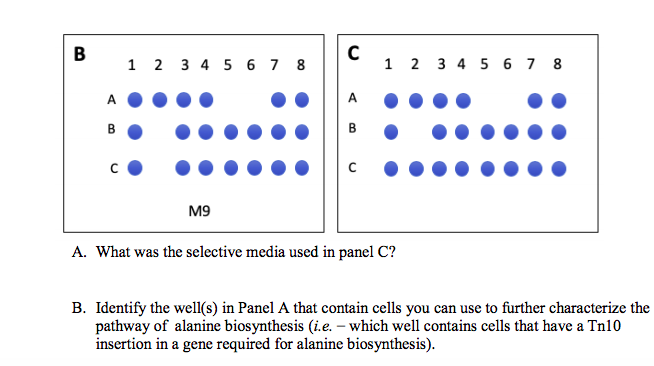 Solved 6. Transposon mutagenesis was performed to identify | Chegg.com