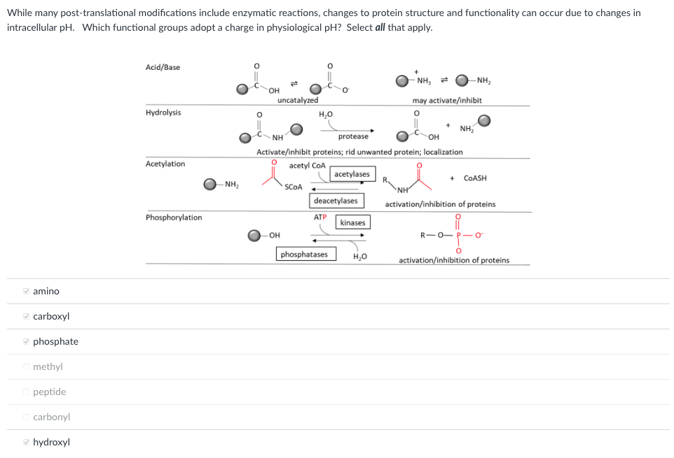 Solved While many post-translational modifications include | Chegg.com