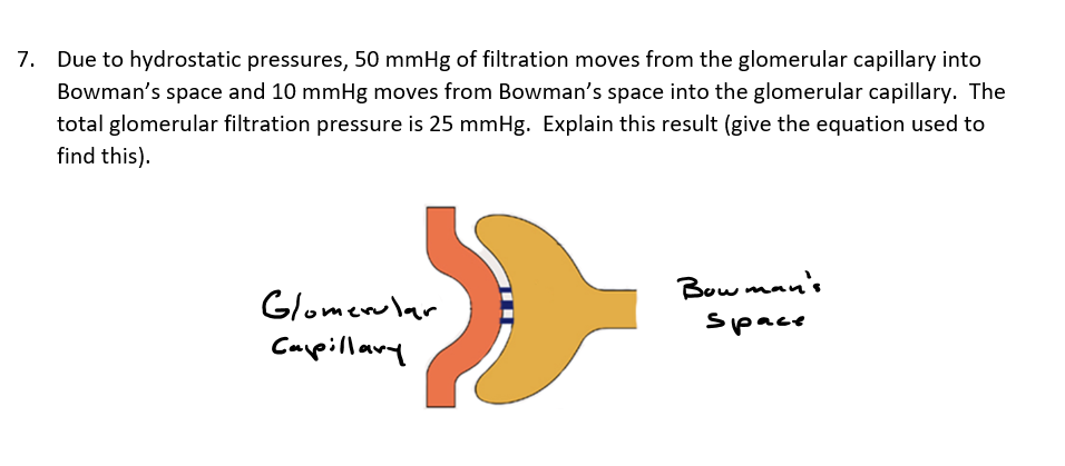 Solved Due to hydrostatic pressures, 50 mmHg of filtration | Chegg.com
