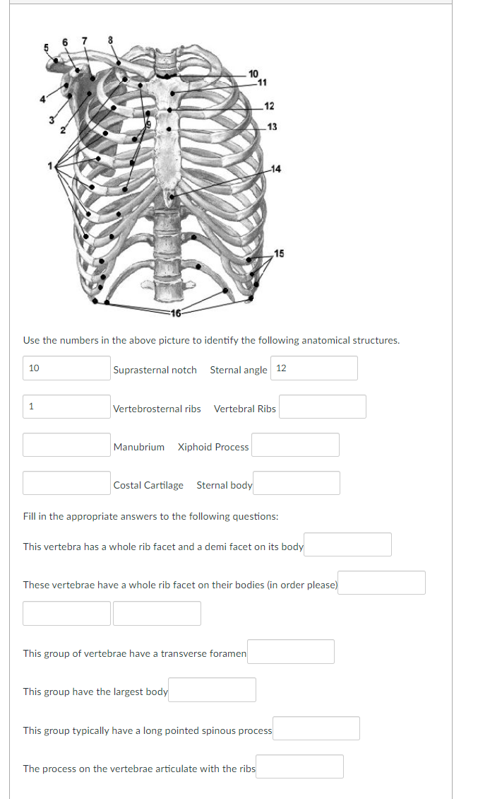 Suprasternal Notch Anatomy