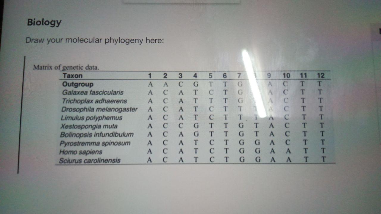 Solved Biology Draw your molecular phylogeny here: 10 9 A А | Chegg.com