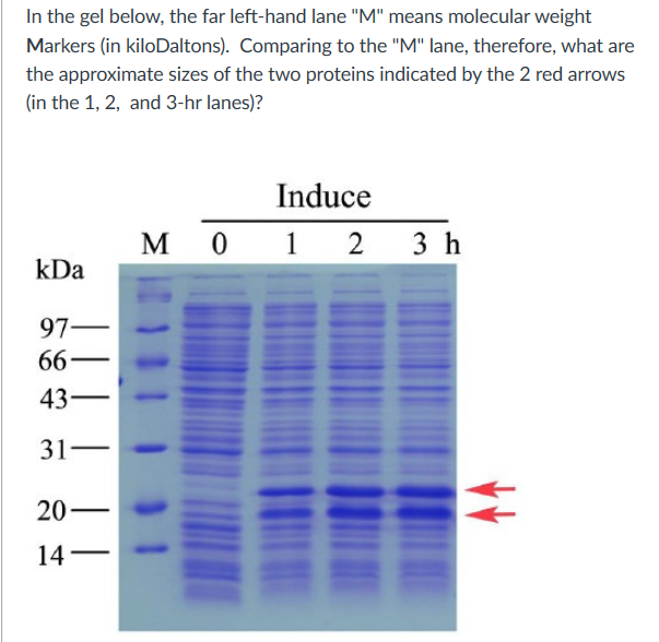 Solved In the gel below, the far left-hand lane "M" means | Chegg.com