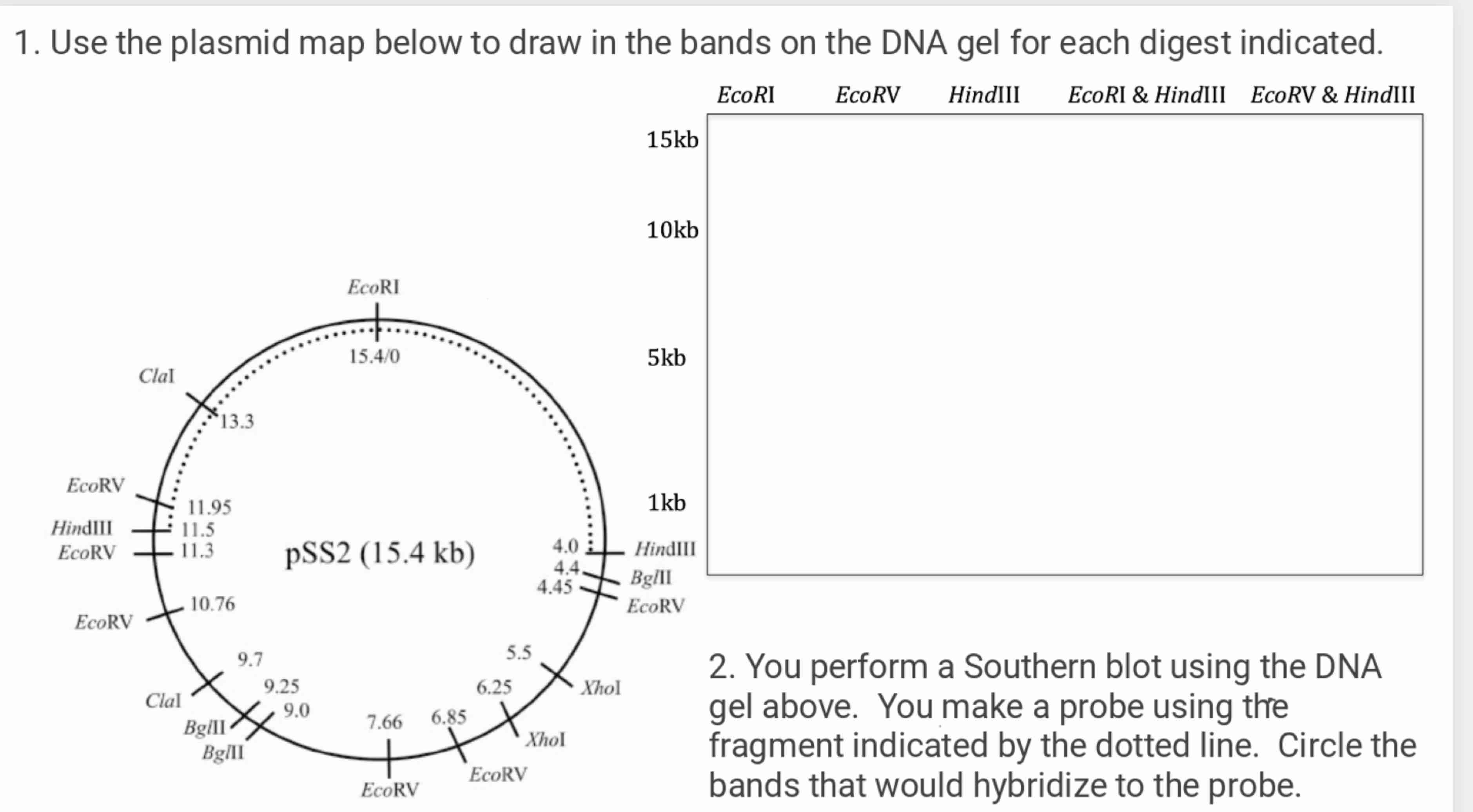 Solved 1. ﻿Use the plasmid map below to draw in the bands on | Chegg.com