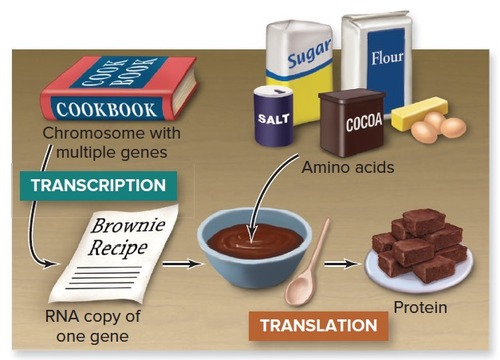 Solved According to cookbook analogy below, a gene is a | Chegg.com