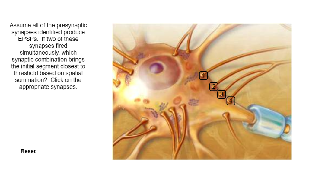 Solved Assume all of the presynaptic synapses identified | Chegg.com