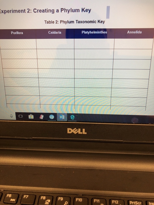 Solved xperiment 2: Creating a Phylum Key Table 2: Phylum | Chegg.com
