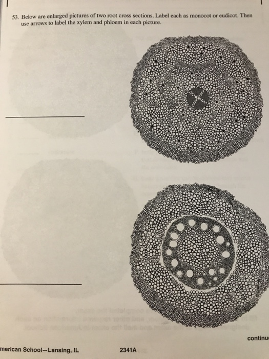 Solved 53. Below are enlarged pictures of two root cross | Chegg.com