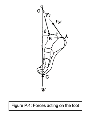 Problem 4: Consider a person standing on tiptoe on | Chegg.com
