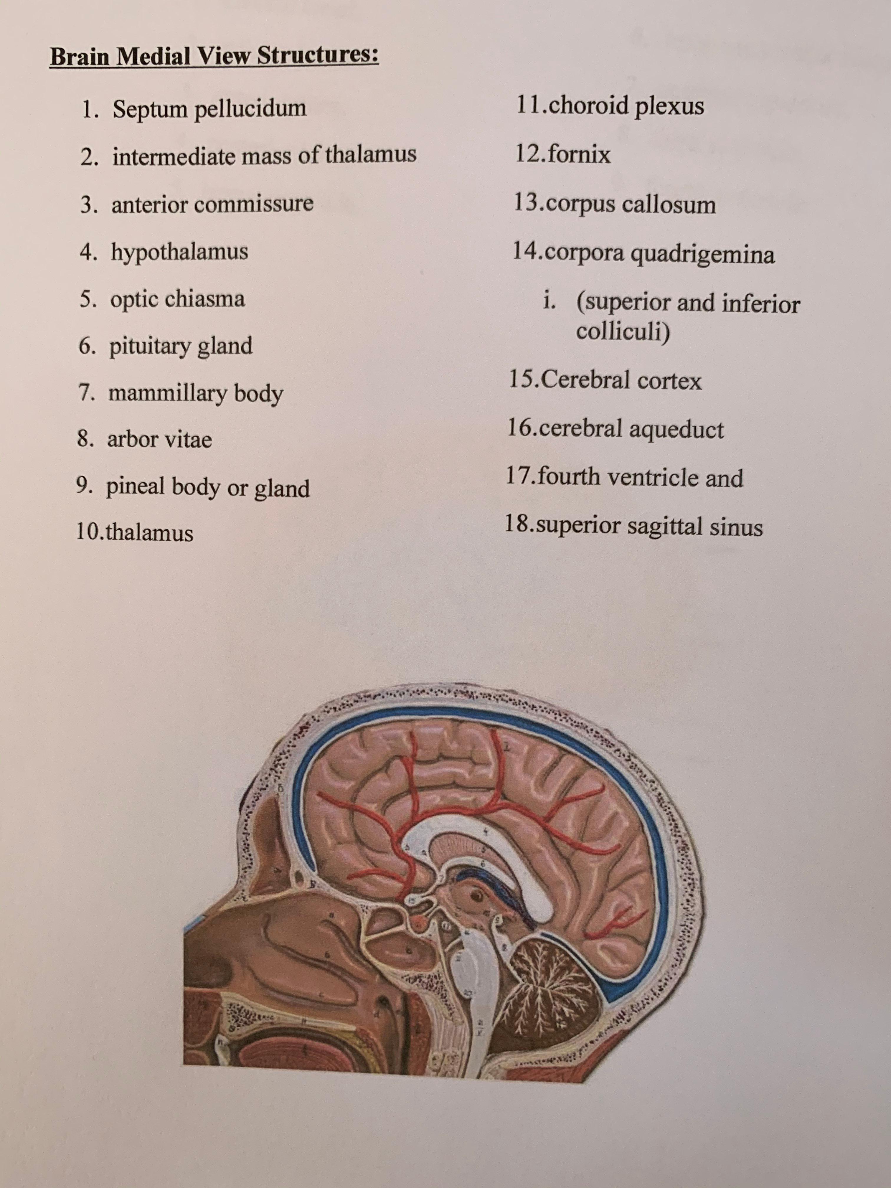 Solved Brain Medial View Structures: 1. Septum pellucidum | Chegg.com