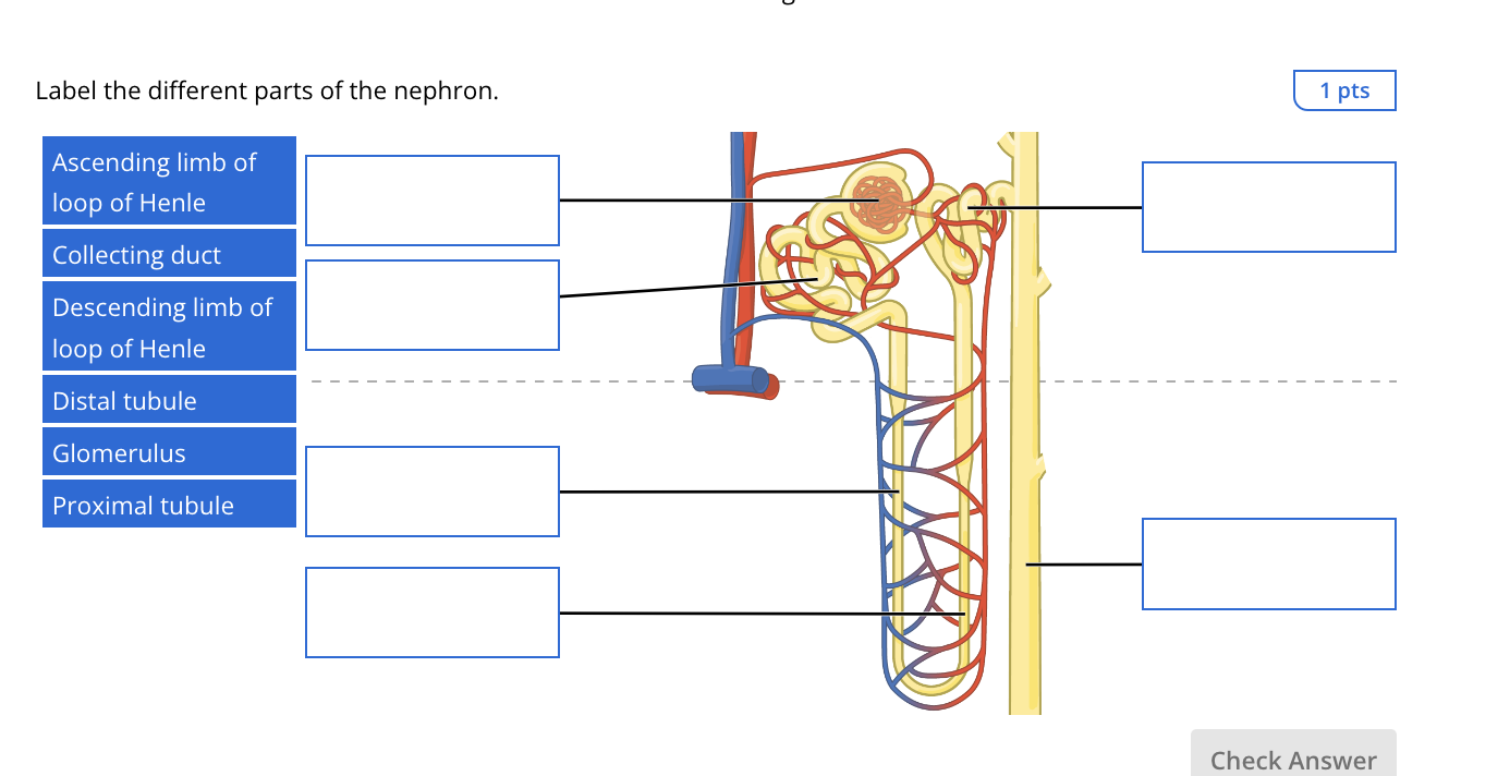 Solved Label the different parts of the nephron. 1 pts Check | Chegg.com