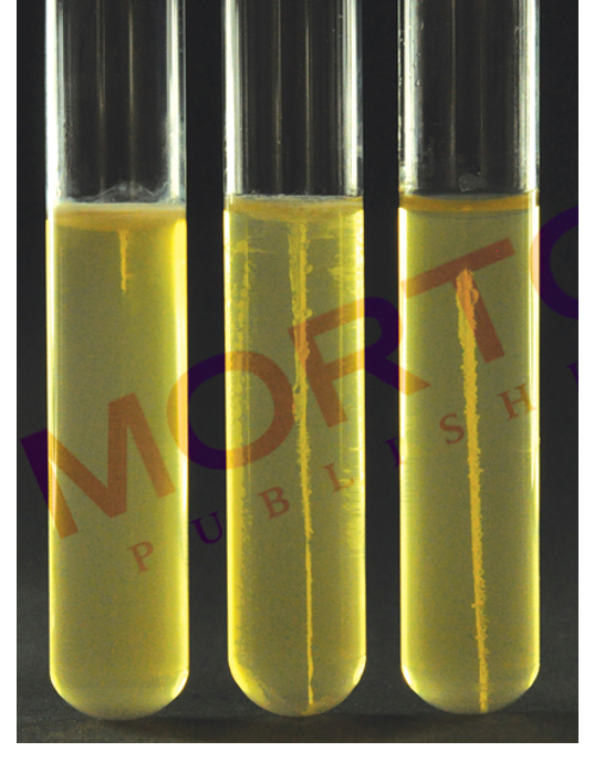 Solved 9.Define: 8pts Aerotolerance – Anaerobic – Aerobic | Chegg.com