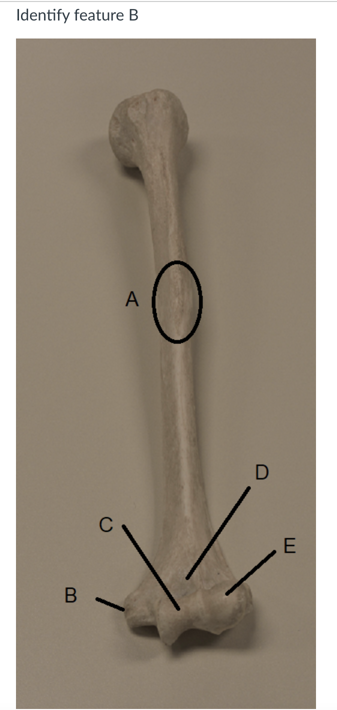 Identify feature BIdentify bone AIdentify feature E | Chegg.com