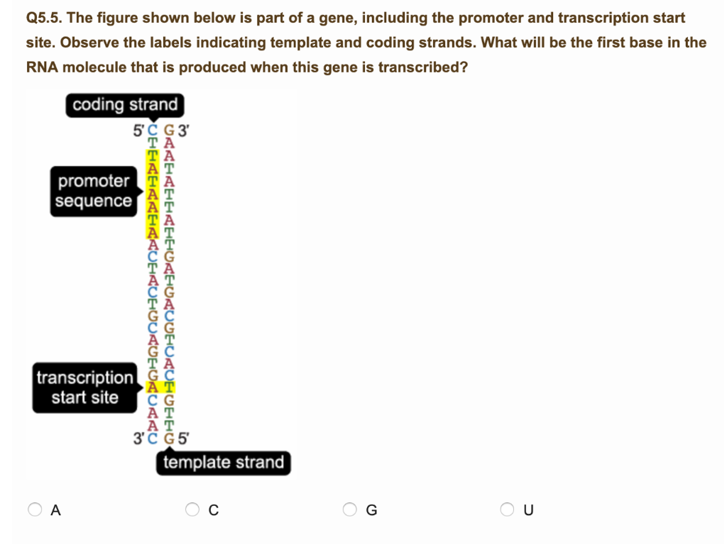 Solved Q5.5. The figure shown below is part of a gene, | Chegg.com