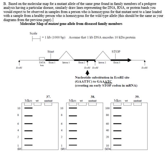 Solved B. Based on the molecular map for a mutant allele of | Chegg.com