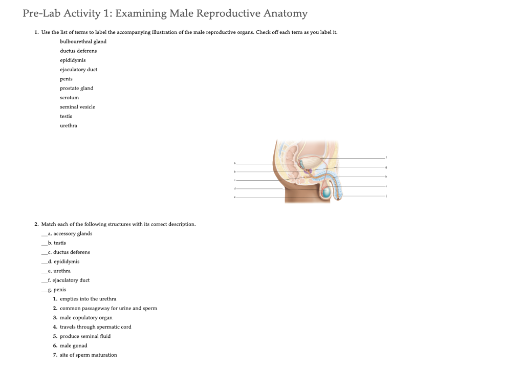 Solved Pre-Lab Activity 1: Examining Male Reproductive | Chegg.com Solved Pre-Lab Activity 1: Examining Male Reproductive | Chegg.com
