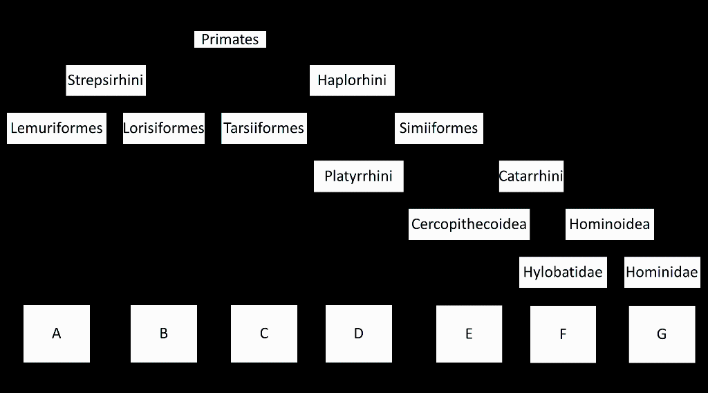 QUESTION 12 Part 3 The Cercopithecoids (Old World | Chegg.com