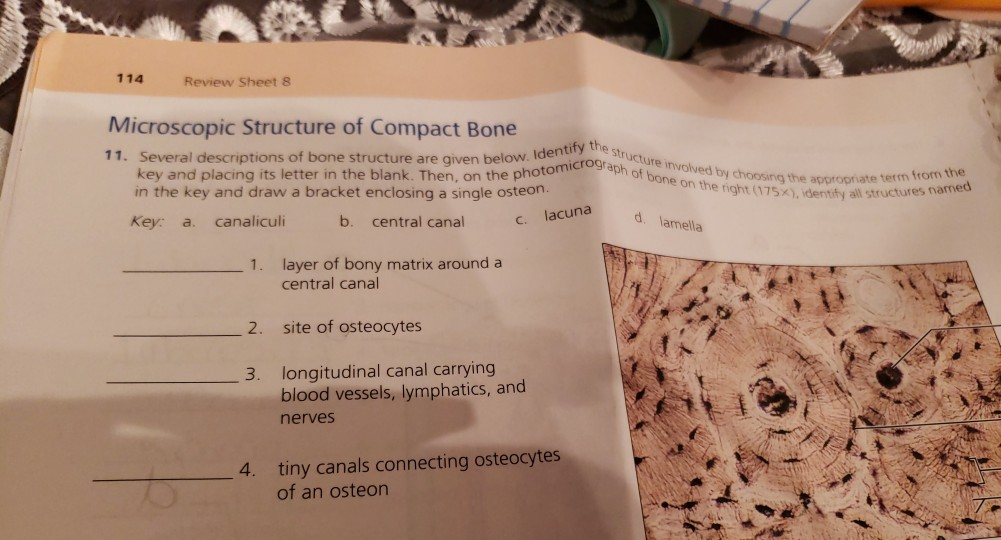 Solved 114 Review Sheet 8 Microscopic Structure Of Compact Chegg Solved 114 Review Sheet 8 Microscopic Structure Of Compact Chegg