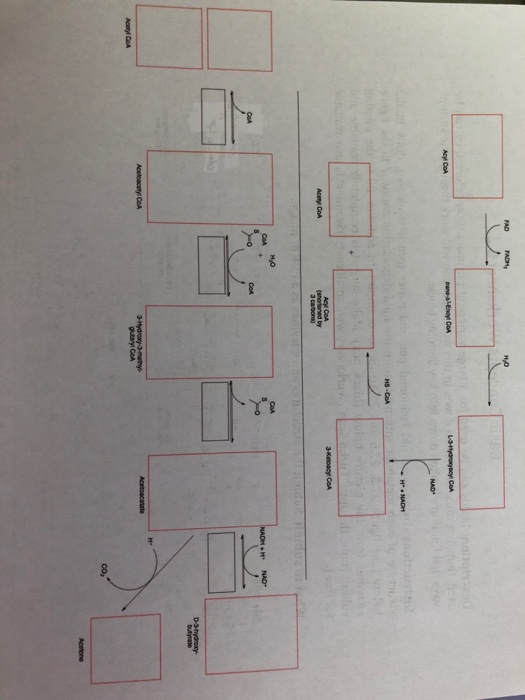 Solved Basic Concepts Worksheet 5.2 Description: Lipids can | Chegg.com