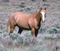 Solved Please use BlueJ for the Java programming !!!! Thank | Chegg.com