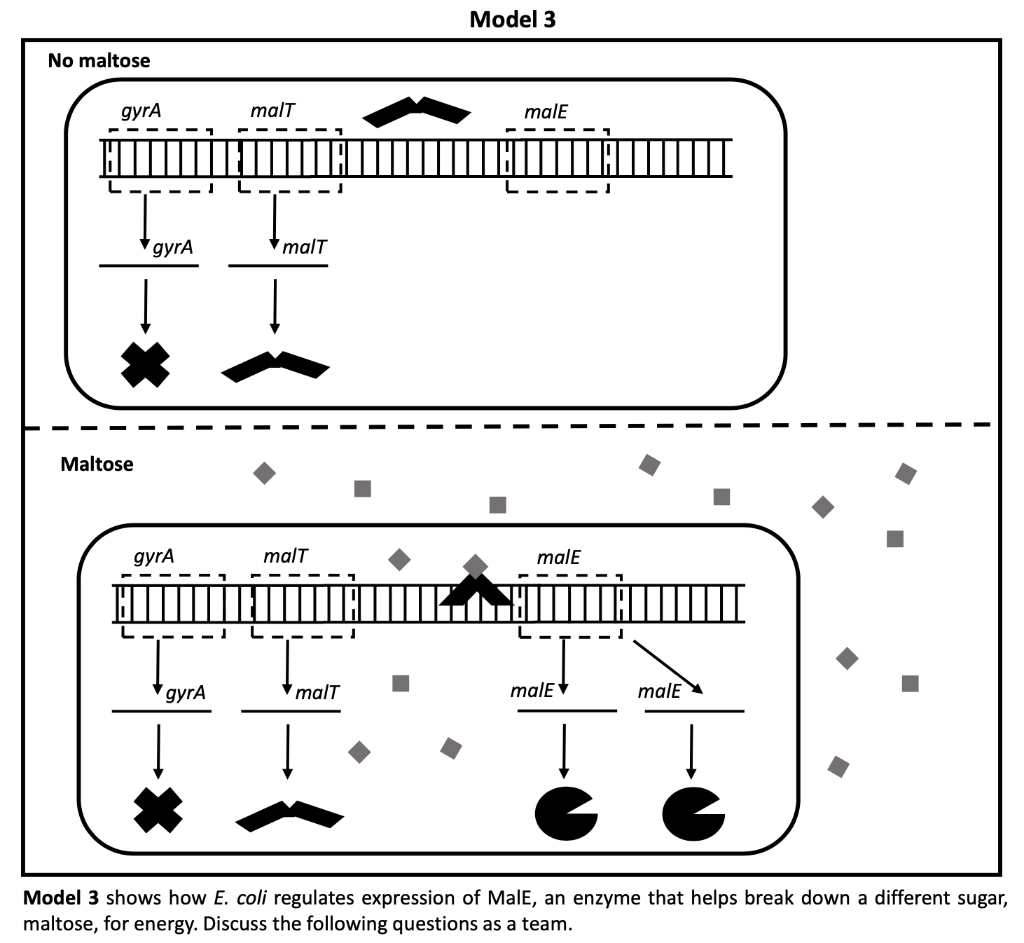 Solved Model 2 The next few models show examples of | Chegg.com