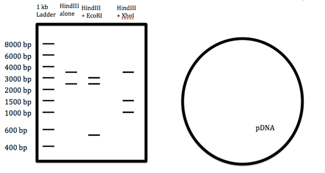 Solved Draw out the restriction digest map on the vector | Chegg.com