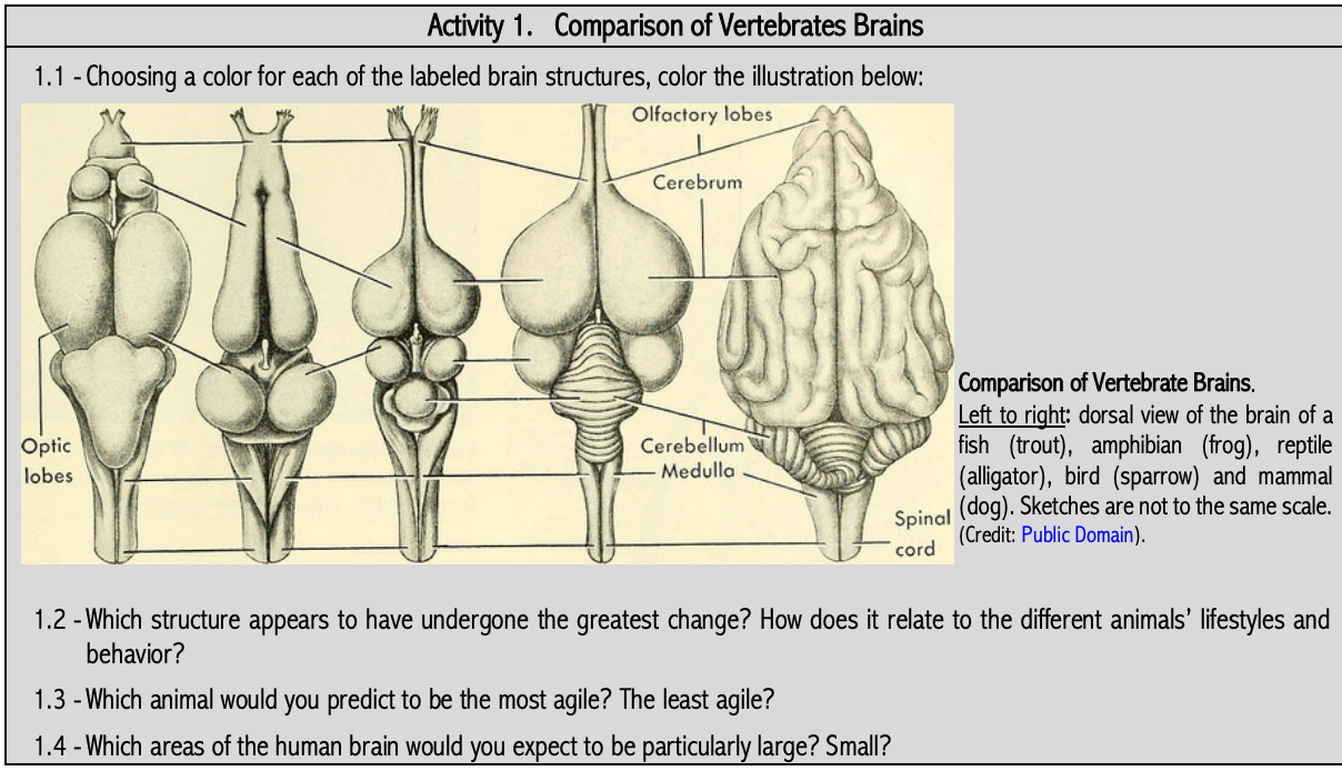 Solved Activity 1. Comparison of Vertebrates Brains 1.1 - | Chegg.com