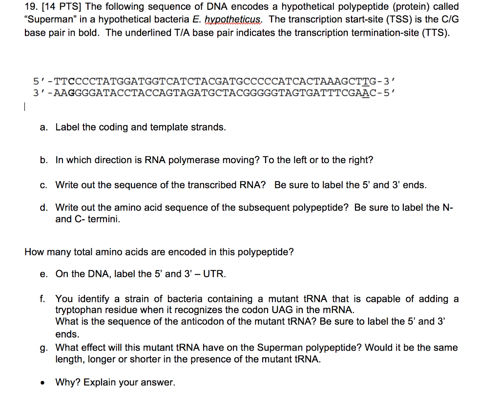 Solved 19. [14 PTS] The following sequence of DNA encodes a | Chegg.com