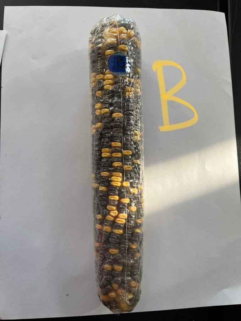 Solved Corn Genetics Corn plants are useful in genetics | Chegg.com