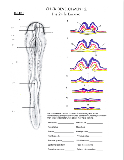 Solved CHICK DEVELOPMENT 2. The 24 hr Embryo PLATE 1 Record | Chegg.com