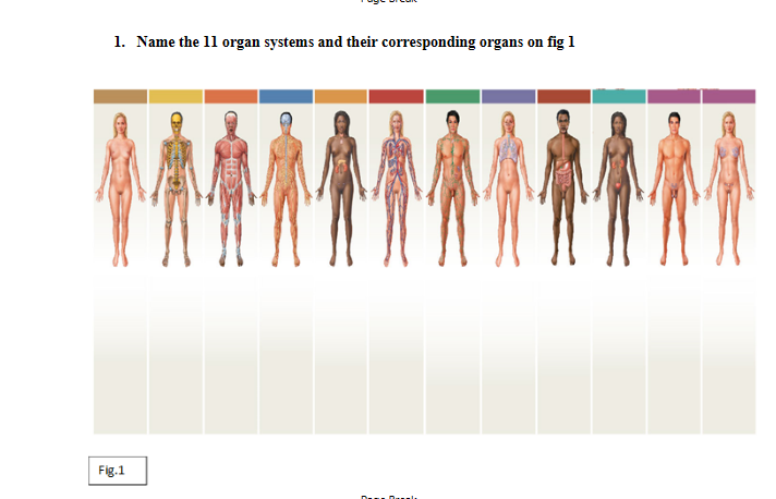 Solved 1. Name the 11 organ systems and their corresponding | Chegg.com