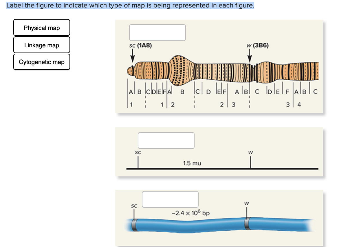 Solved Label the figure to indicate which type of map is | Chegg.com