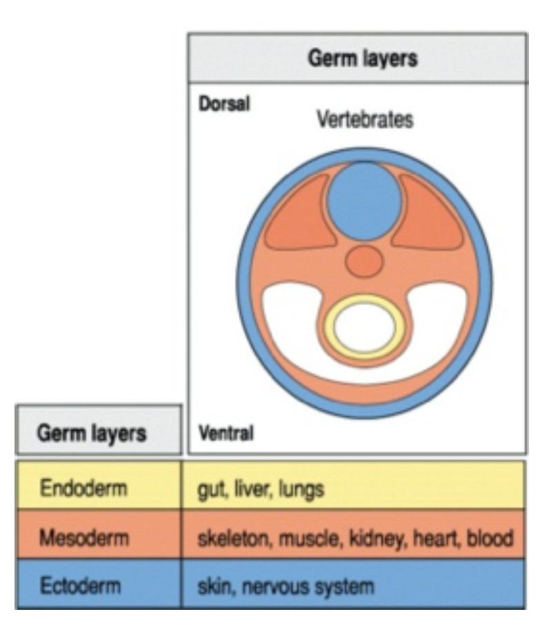 Solved Germ layers Endoderm Mesoderm Ectoderm Germ layers | Chegg.com