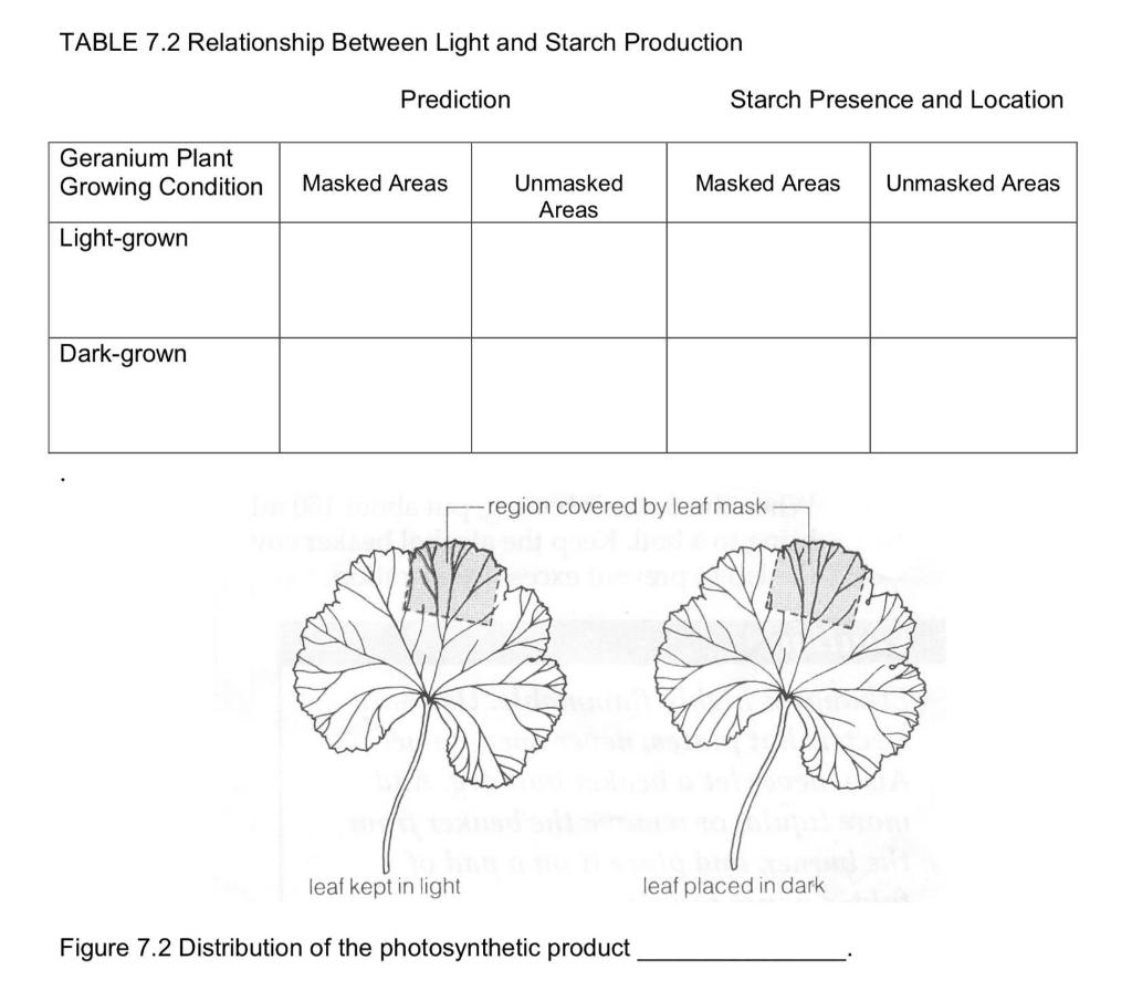 Solved TABLE 7.2 Relationship Between Light and Starch | Chegg.com