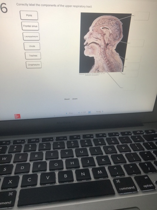 Solved Correctly label the components of the upper | Chegg.com