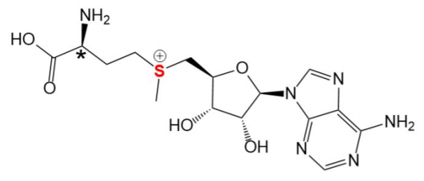 Solved Pertaining to the SAM chemical structure below, what | Chegg.com