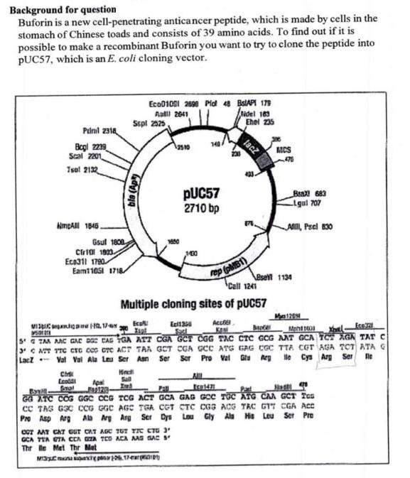 Solved Background for question Buforin is a new | Chegg.com
