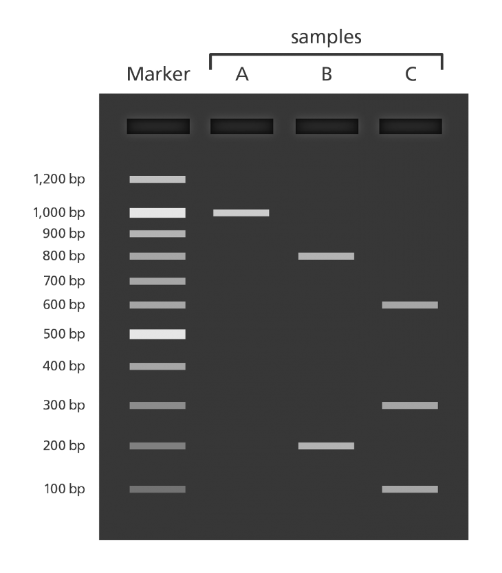 Solved Lab 12 Activity 2 Interpreting DNA Size using | Chegg.com