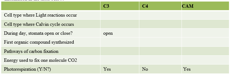 Solved C3 C4 CAM open Cell type where Light reactions occur | Chegg.com