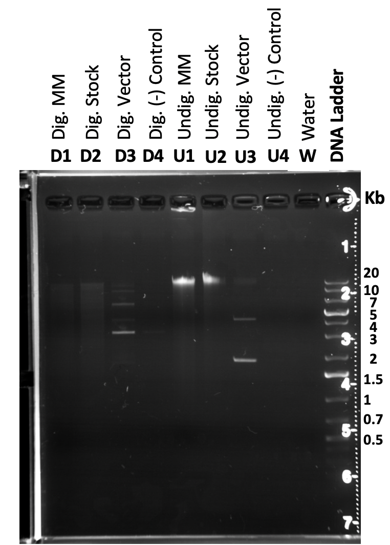 Solved Examine the results of the BamHI digestions of the | Chegg.com