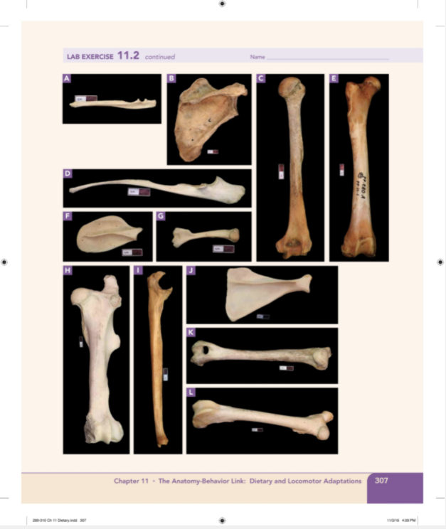 LAB EXERCISE 11.2 continued Name OP IE Chapter 11 - | Chegg.com