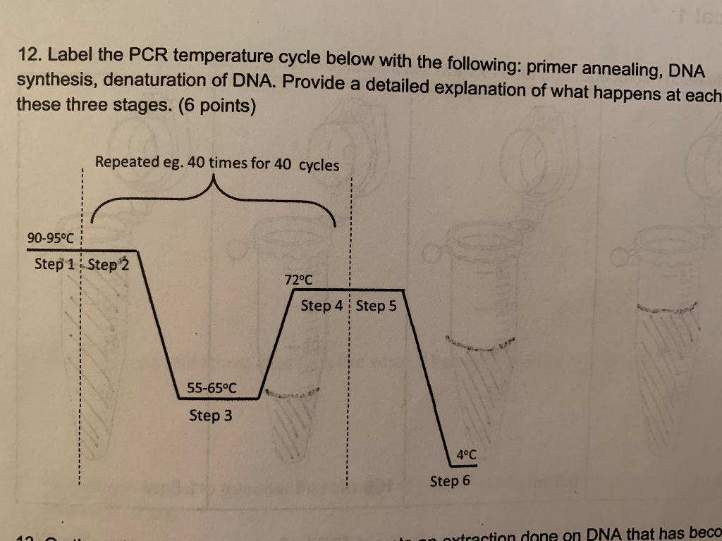 Solved is 12. Label the PCR temperature cycle below with the | Chegg.com