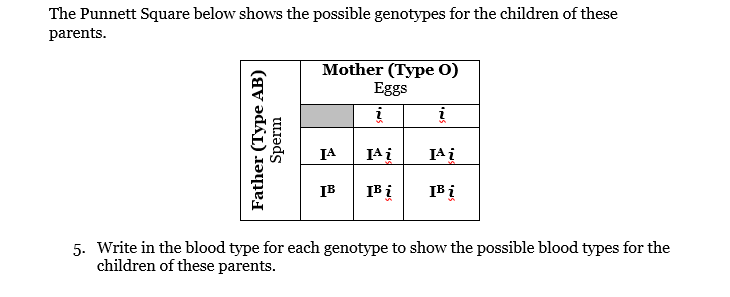 Solved The Punnett Square below shows the possible genotypes | Chegg.com