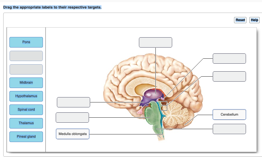 Solved Drag the appropriate labels to their respective | Chegg.com