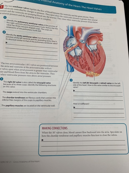 Solved L ternal Anatomy of the Heart:The Heart Valves The | Chegg.com